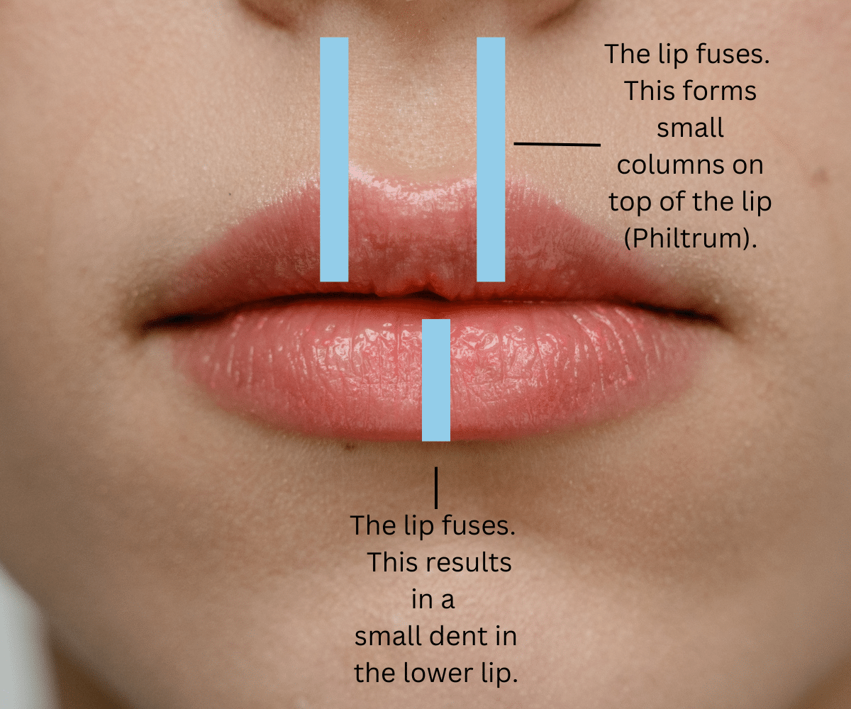 Lip Shapes: Understanding and Enhancing Your Natural Beauty
